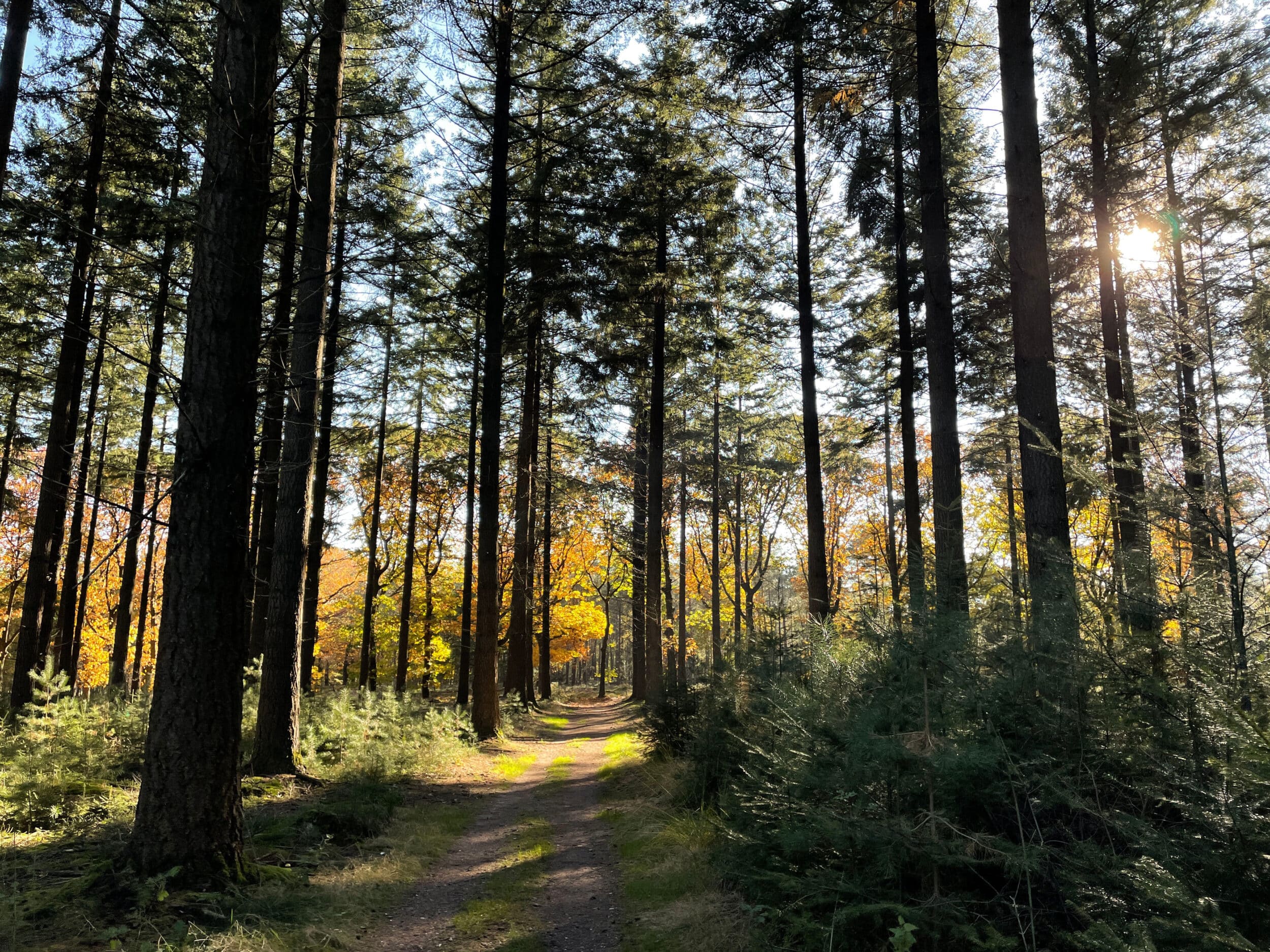 Ontdek de pracht van de herfst op de fiets in Nederland - Donrox